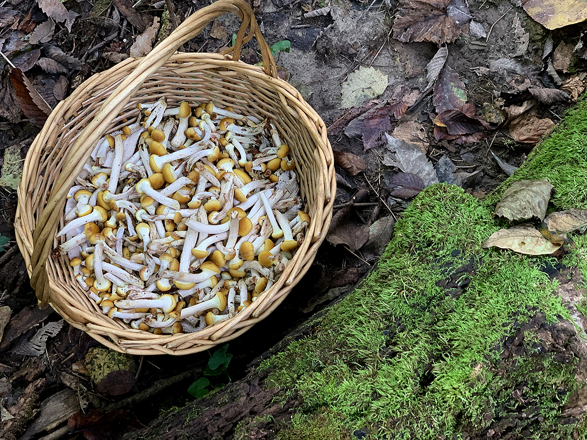 Wild Mushroom Phyllo Triangles - Mincoff Café