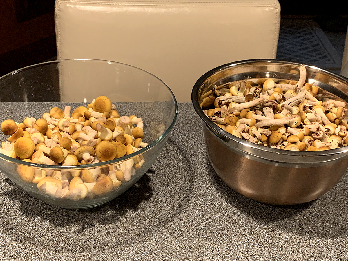 Wild Mushroom Phyllo Triangles - Mincoff Café